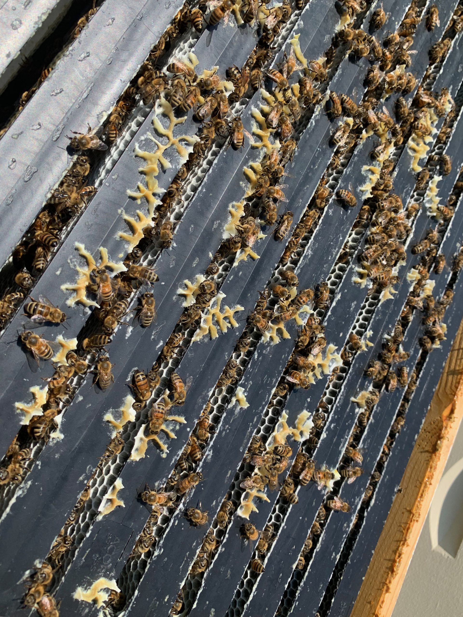 Honey Bee Starvation - Backyard Beekeeping